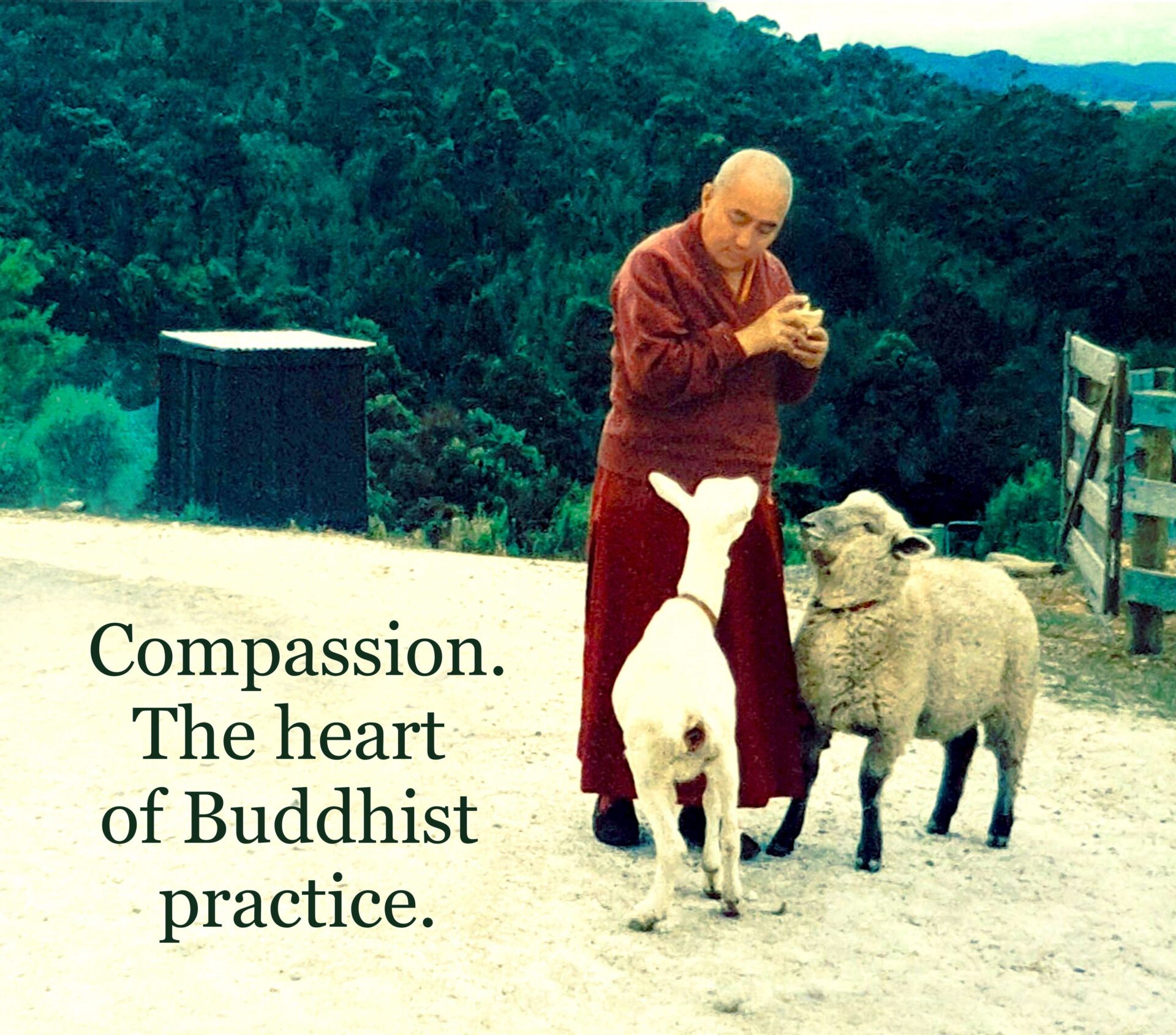 Buddhist Spring Festival 2023 - Compassion: the heart of Buddhist ...